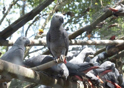 Uganda frees smuggled parrots back into the wild