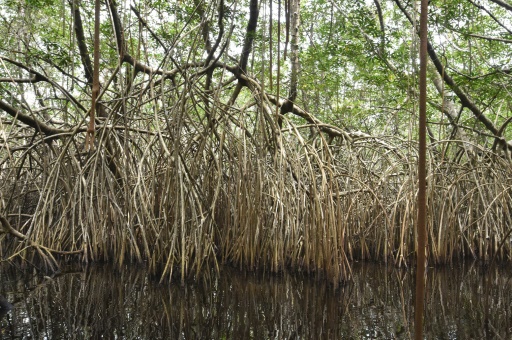 There’s more harm than good in destroying wetlands
