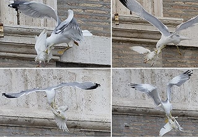 Pope Francis' peace doves attacked by crow and seagull