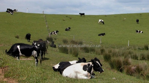 South Africa: Mandela's 'starving' cows rescued by local officials