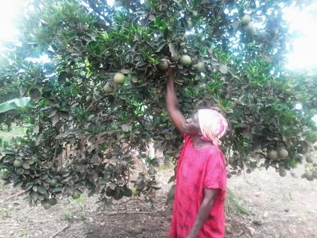 Ghanaian farmers crying over dying citrus plantations