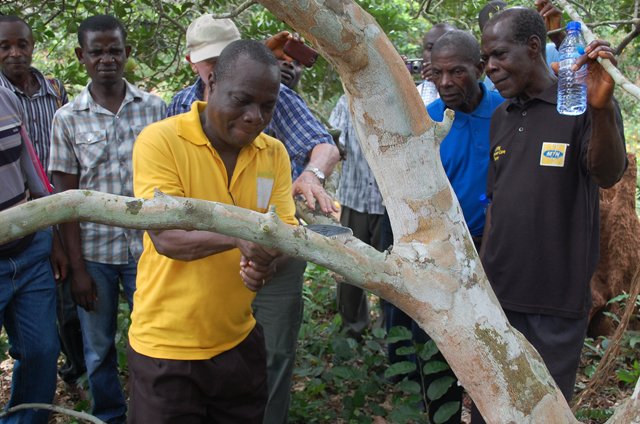 Citrus farmers receive training from Israeli experts