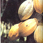 Drink More Cocoa For Health Benefits