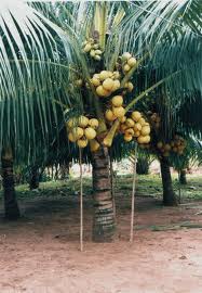 Jomoro DCE supervises felling of coconut trees