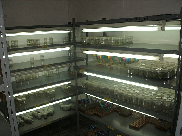 CSIR-CRI to host Biotech lab for agric research