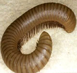 Controversy rages over identity of worms in Volta Region