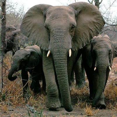 Ghana elephants show U.N. deforestation headache