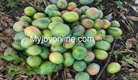 SADA mango project: hundreds of acres of plantations wither due to lack ...