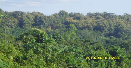 Forestry Commission to ensure full exploitation of timber yields