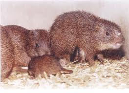 Grasscutter farmers call for expert advice from veterinary officers