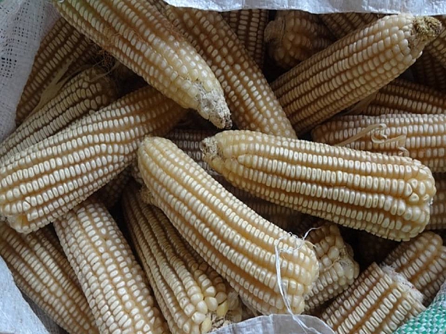 Nigeria Releases Two Extra-Early Maturing White Maize Hybrids