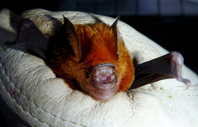 Bat Ecology in Ghana comes under study