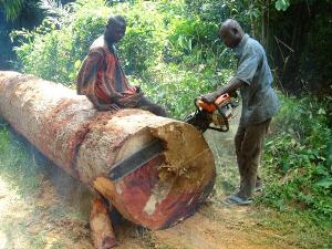 Illegal chainsaw operators assault forestry officials