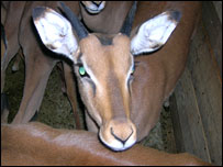 Namibia flies animals to Nigeria