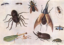 Insect scientists meet in Ghana