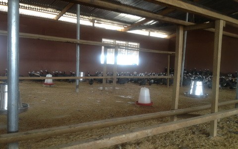 Full facts about the SADA-Asongtaba Guinea Fowl Project