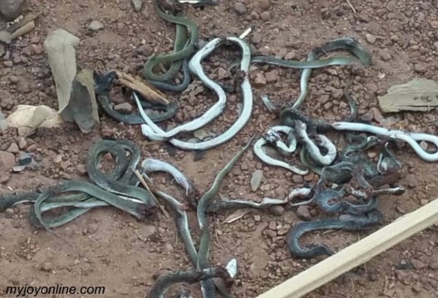 Snakes still invading three communities after fumigation