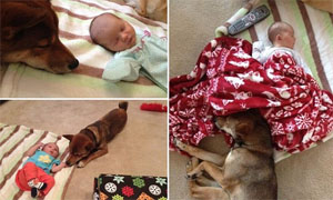 Dog Watches Over His Owner’s Two Week Old Daughter