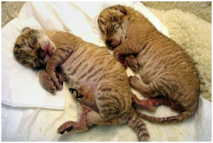 Lion and Tiger Reproduce „Liger“