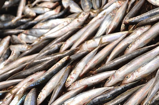GSA denies conducting fish sample test; but Minister insists test has ...