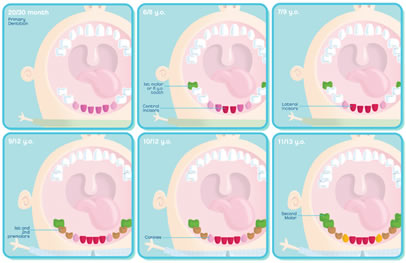 From Milk Teeth to Adult Teeth