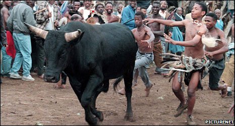 World Cup stadium 'cow sacrifice' plan sparks row