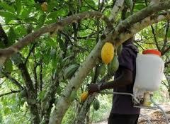 Chief cocoa farmer appeals for more spraying gangs to boost production