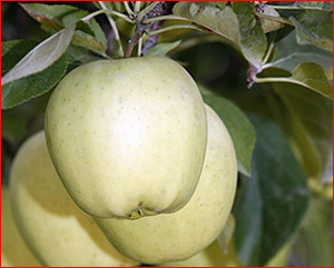 Fruit Of Knowledge: Apple Genome Sequenced