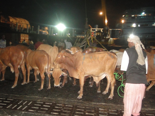 SOMESHA Delighted Somalia Expansion On Livestock Exports