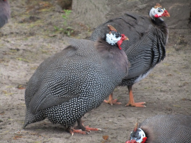 6 areas SADA misapplied your GHc28M [Infographic]