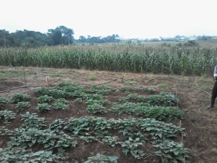 Fears of potential drop in crop yield due to declining soil fertility