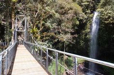 Bunso Canopy Walkway reopened