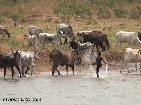 Tension mounts between nomadic herdsmen and indigenes of Afram Plains