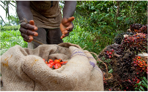Benso Oil Palm Plantation attains International Certification