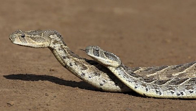 Snakes And Bees Are Driving Boko Haram Out Of The Forest