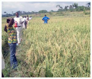 New project to boost rice production in Northern Region
