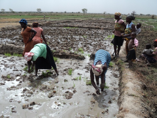 Fumbisi Rice farmers appeal for more NAFCO purchasing outlets