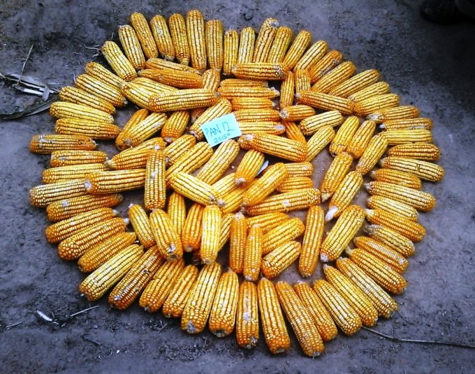 CSIR-Crops Research Institute releases 12 crop varieties to address ...