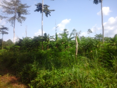 Interview: Forest Plantation Development in Ghana
