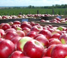 Calories in one large red delicious Washington apple