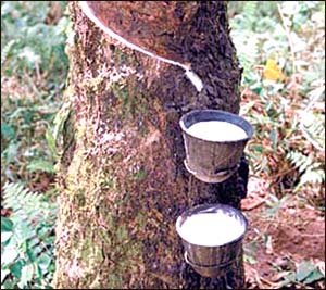Bright Future For Ghana's Rubber