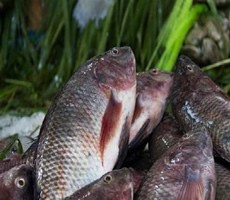 AquaFish targets women to grow Ghana's aquaculture
