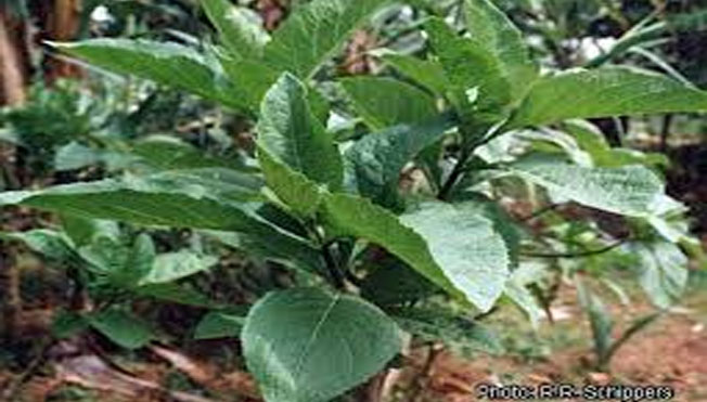 9 Health Benefits Of Bitter Leaf – No 1 Will Suprise You!