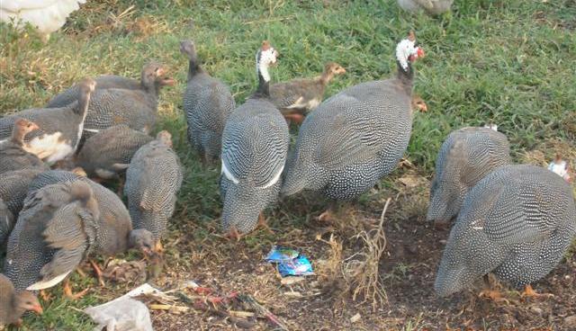 Three hundred people are benefiting from SADA Guinea Fowl Project in ...