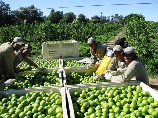 Fruit juice company Pinora owing thousands of farmers in C/R