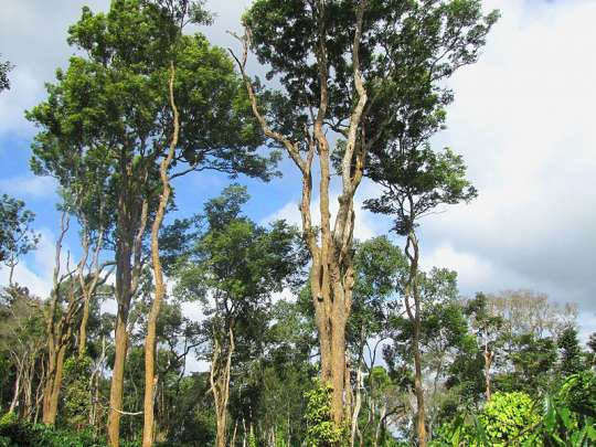 Harvesting of rosewood, an increasing concern in Upper West