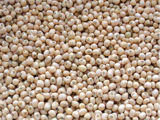 Stakeholders discuss ways to up cowpea production
