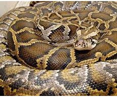 Juju snake shakes La