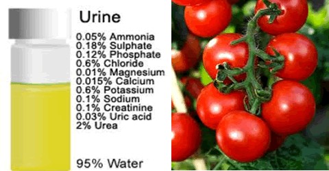 Urine is an effective fertilizer - UN