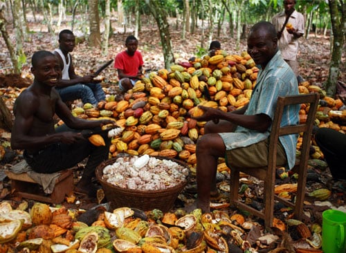 Cocoa farmers asked to use only prescribed insecticides on their farms